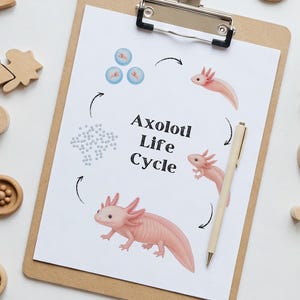 Axolotl Life Cycle Poster | Educational Amphibian Chart | Homeschool ...