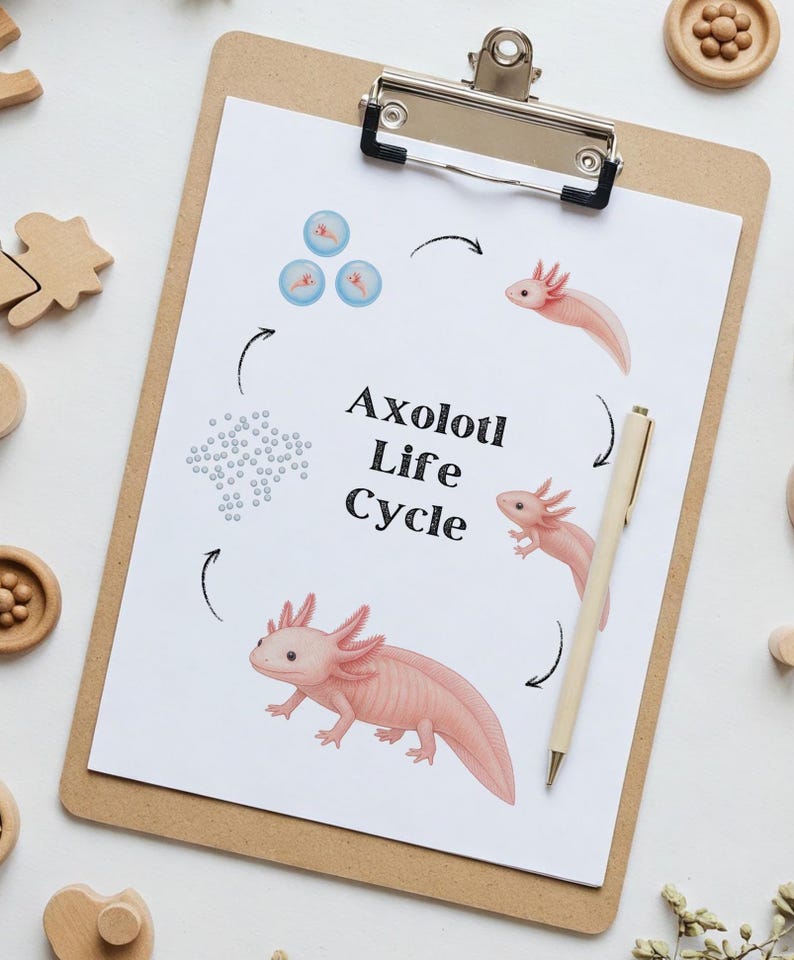 Axolotl Life Cycle Poster | Educational Amphibian Chart | Homeschool ...