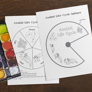 Axolotl Life Cycle Spinner Printable | Interactive Science Activity ...