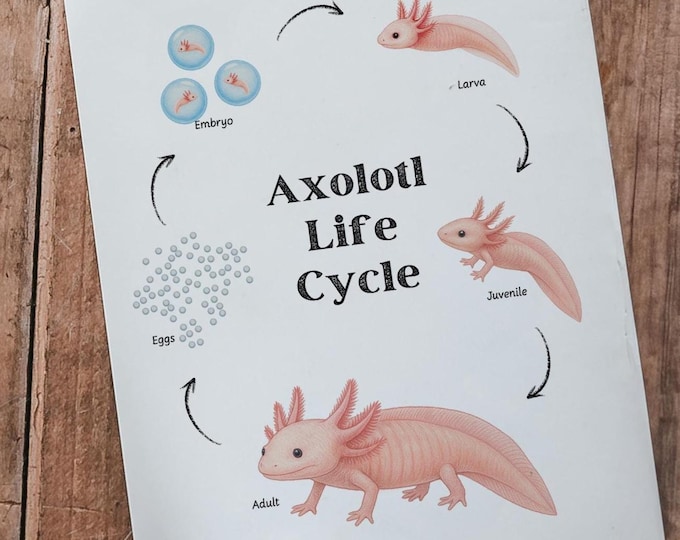 Ciclo de vida del ajolote plegable / Actividad de aprendizaje del ciclo ...