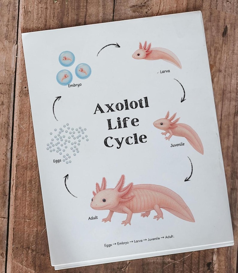 Axolotl Life Cycle Poster | Educational Amphibian Chart | Homeschool ...