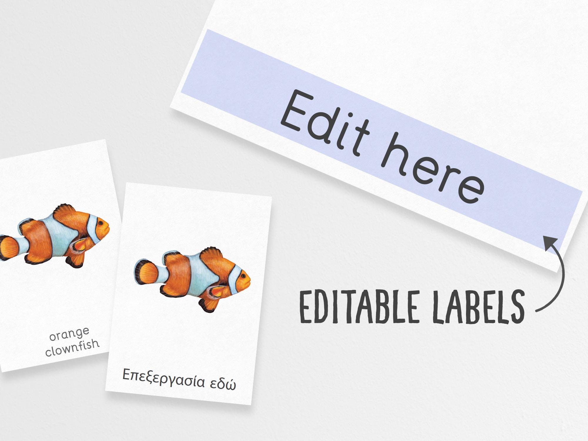 Tropical Fish Flashcards: Montessori Homeschool Printable (PDF) - Etsy