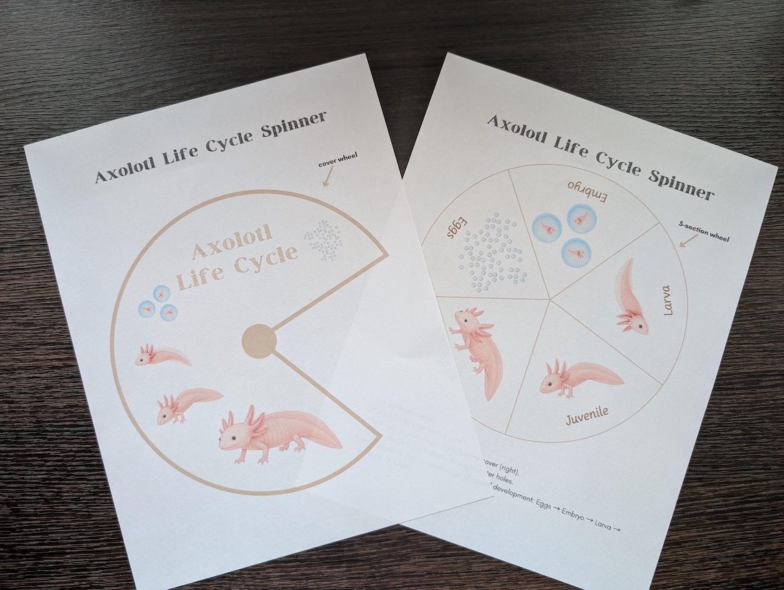 Axolotl Life Cycle Spinner Printable | Interactive Science Activity ...