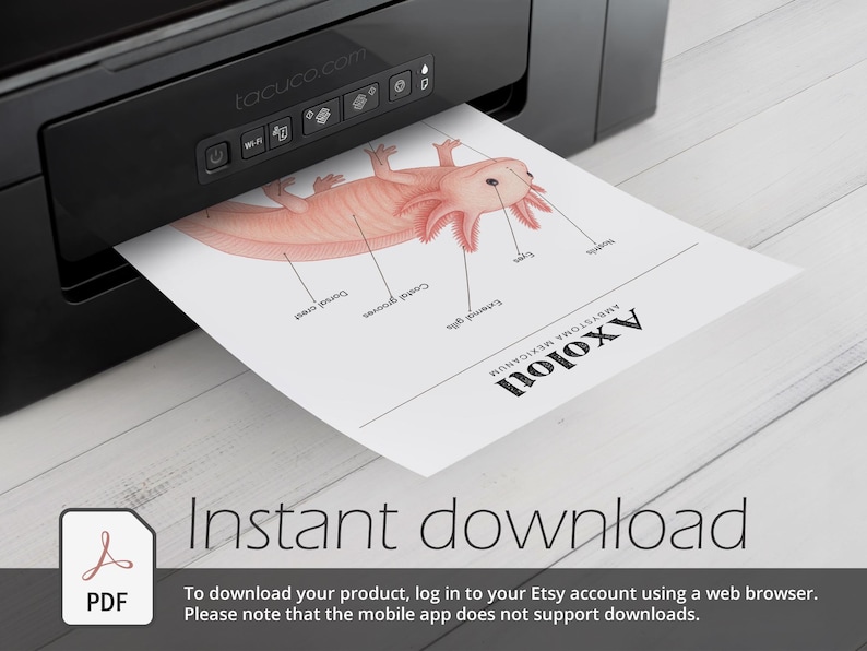 Axolotl Anatomy Printable Poster | Educational Amphibian Wall Art ...