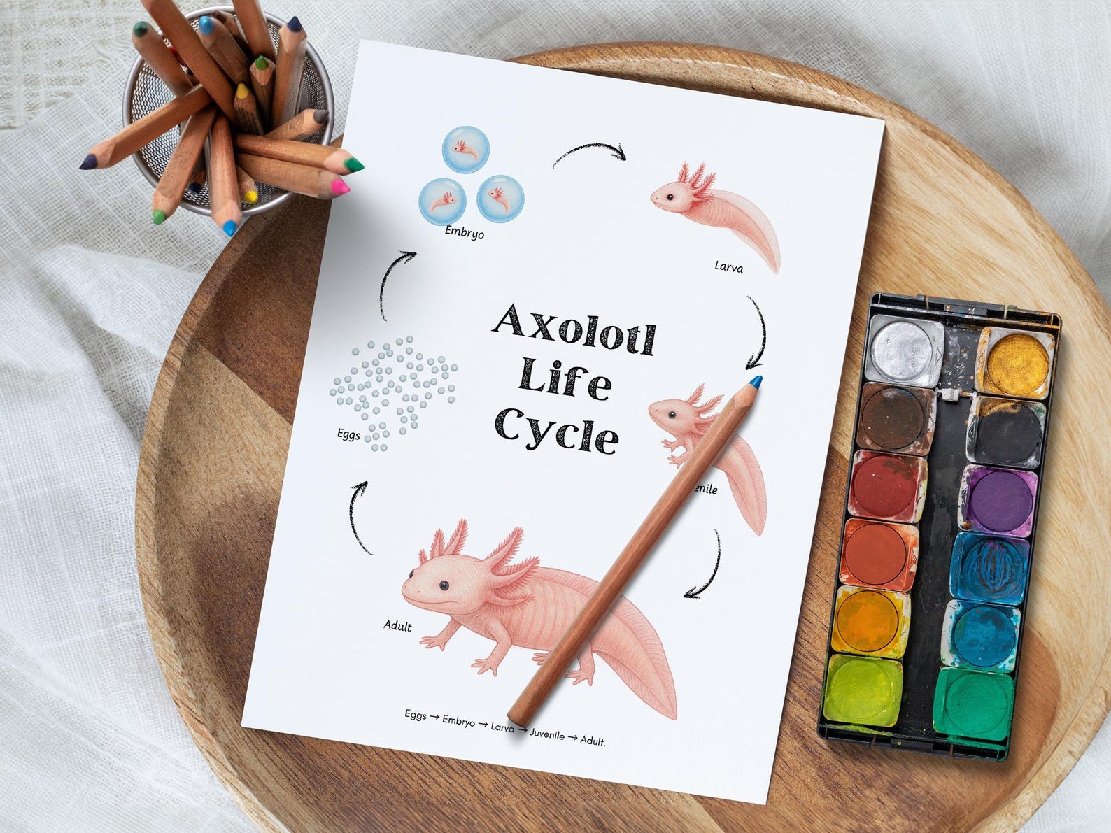 Axolotl Life Cycle Poster | Educational Amphibian Chart | Homeschool ...
