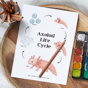 Axolotl Life Cycle Poster | Educational Amphibian Chart | Homeschool ...