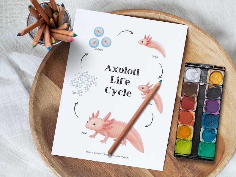 Axolotl Life Cycle Poster | Educational Amphibian Chart | Homeschool ...