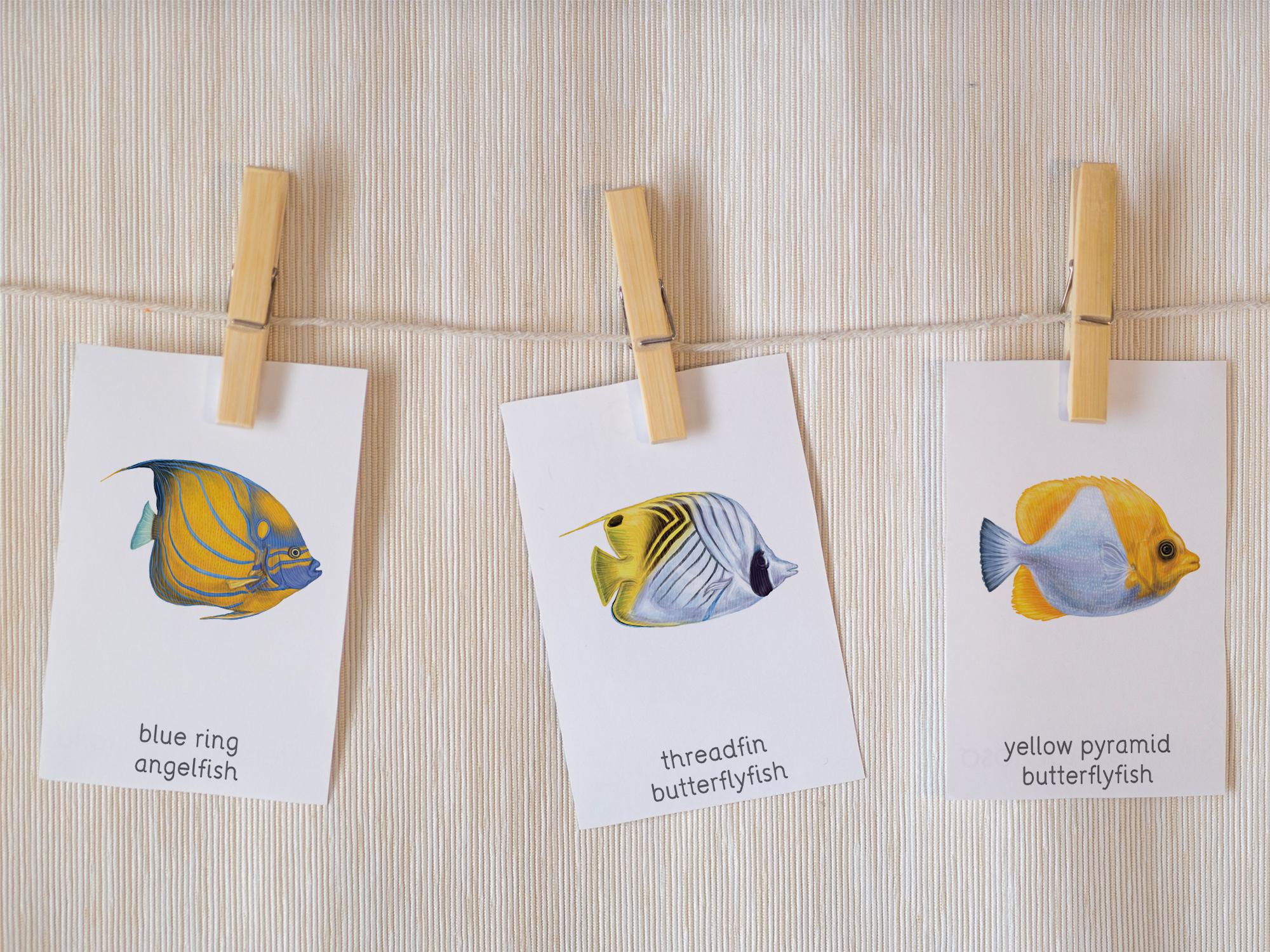 Tropical Fish Flashcards: Montessori Homeschool Printable (PDF) - Etsy