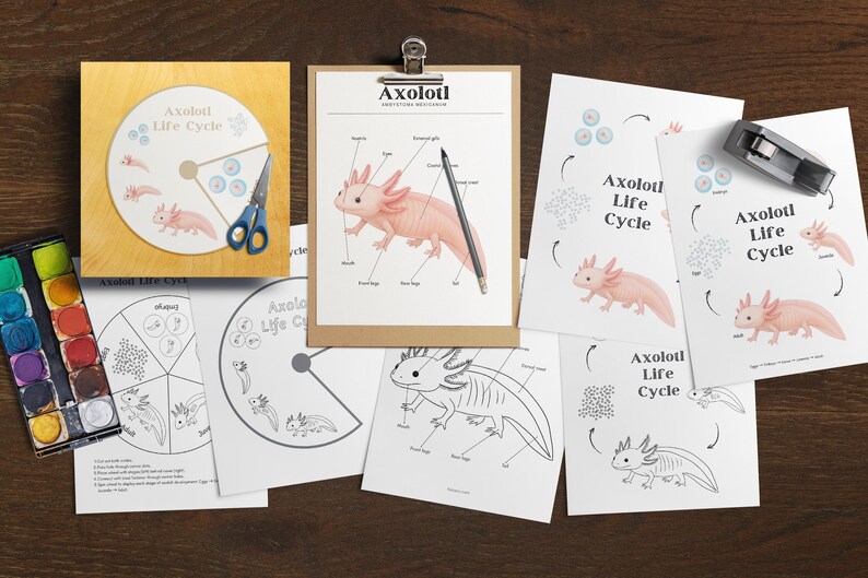 Axolotl Educational Bundle | Life Cycle Anatomy Posters | Growing ...
