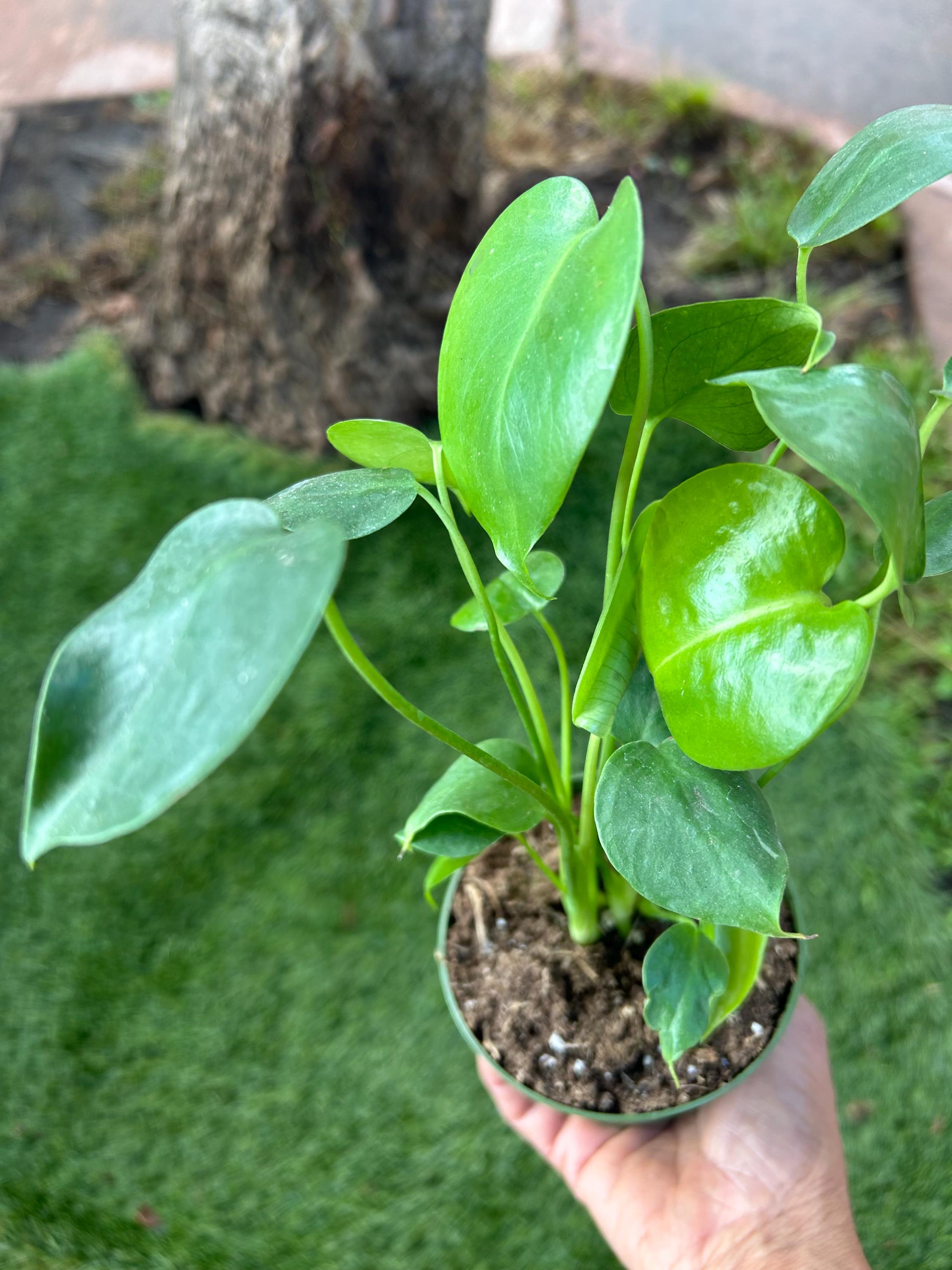 Large Form Monstera Deliciosa Extra Large House Plant Comes in 6 Inch ...