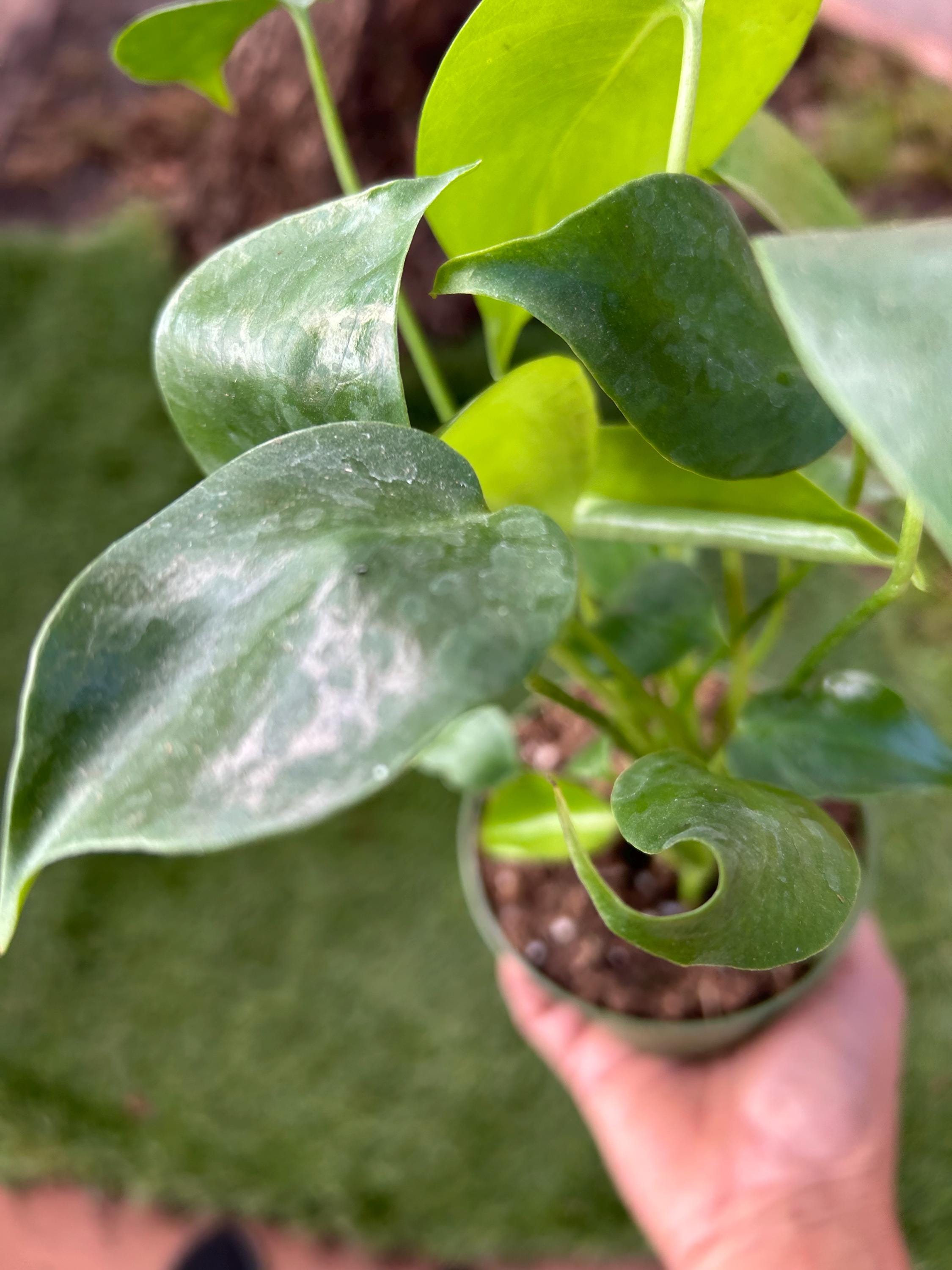 Large Form Monstera Deliciosa Extra Large House Plant Comes in 6 Inch ...