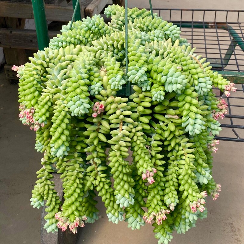 Trailing Succulents - Etsy