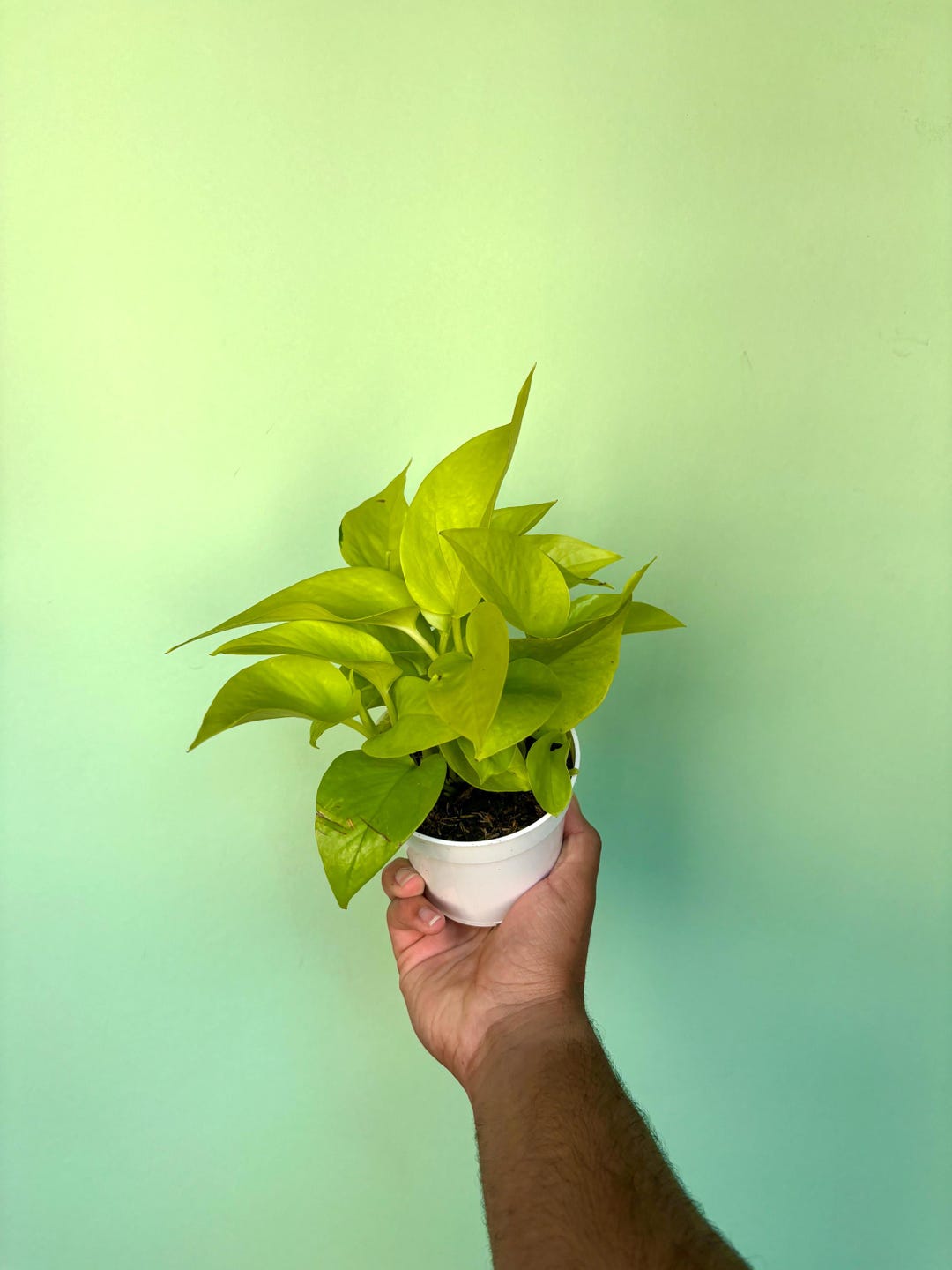 Neon Pothos - 4 Inch Pot - Bright Tropical Trailing House Plant - Etsy