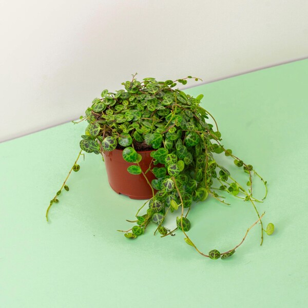 String of Turtles - Etsy