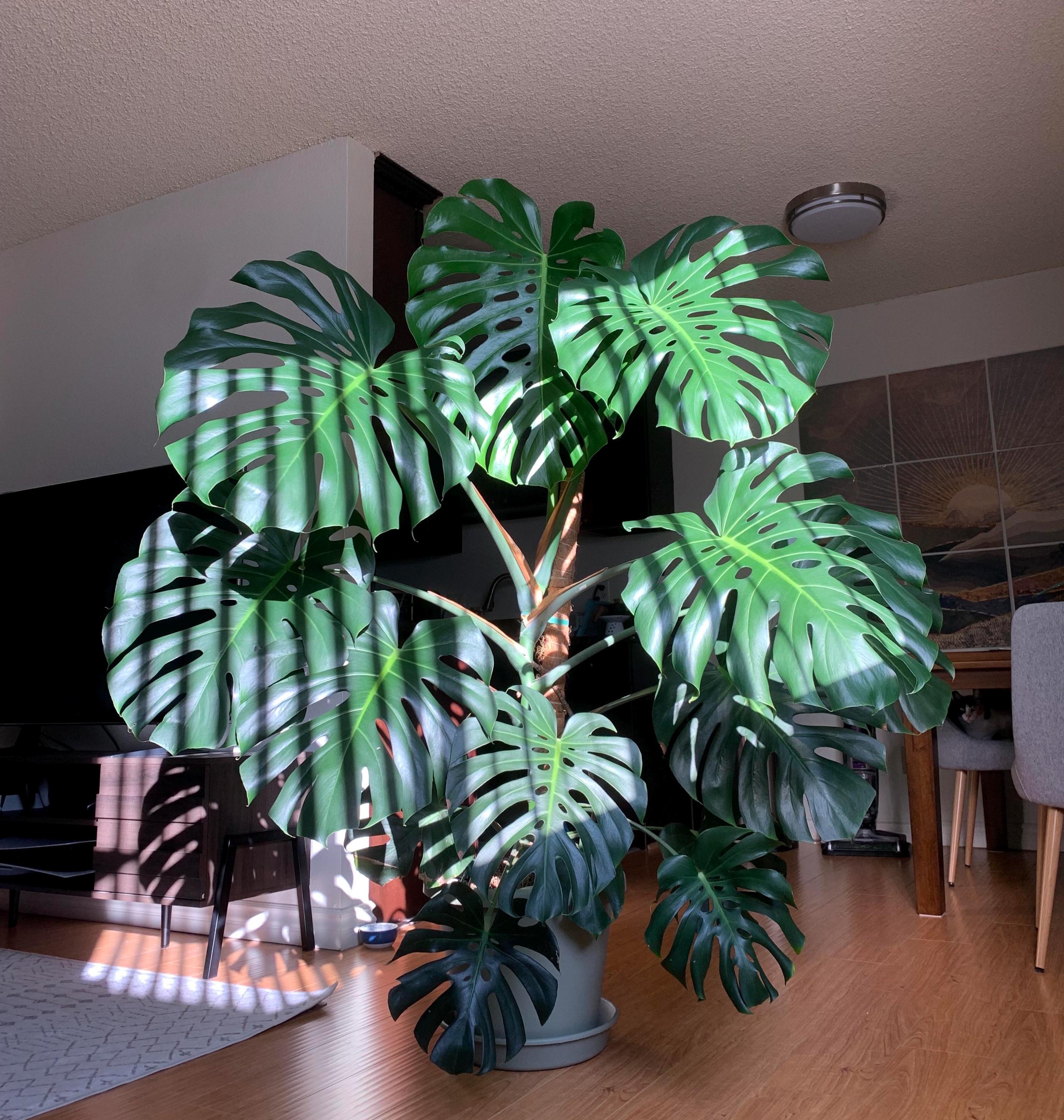 Large Form Monstera Deliciosa Extra Large House Plant Comes in 6 Inch ...
