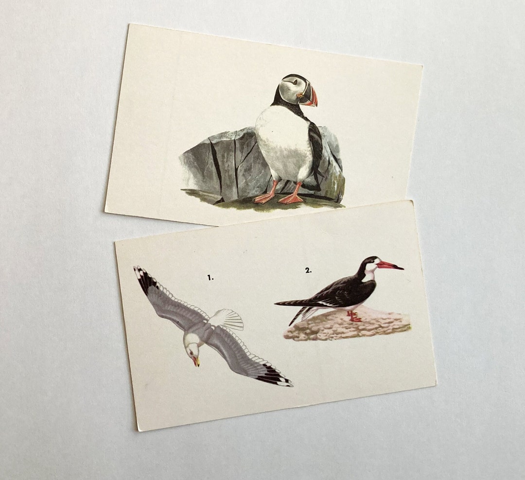 Vintage Bird Art, Bird Flash Cards, Gull Illustration, Set of 2 ...