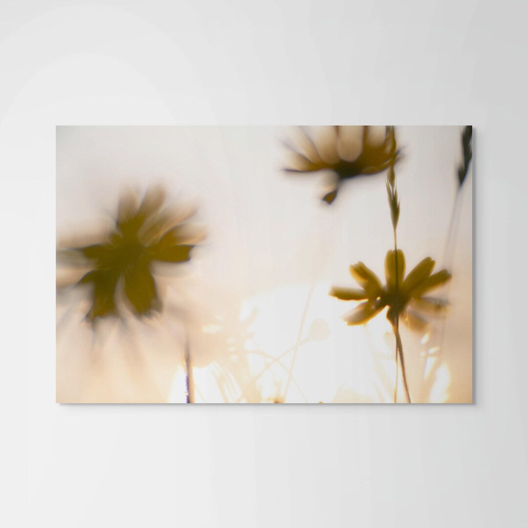 Texas Daisy Wildflower Glow, Four Nerve Daisy, Texas Hill Country, Wall ...