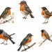 Red Robin PNG Clipart Instant Digital Download Bird Lover PNG for ...