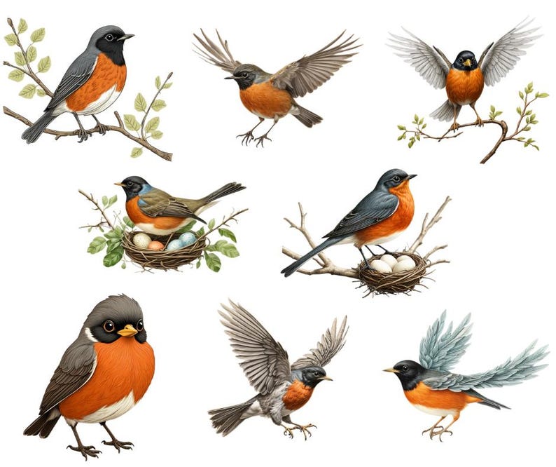 Red Robin PNG Clipart Instant Digital Download Bird Lover PNG for ...