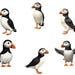 Puffin PNG Clipart Instant Digital Download Artic Bird Lover PNG for ...
