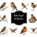 Red Robin PNG Clipart Instant Digital Download Bird Lover PNG for ...
