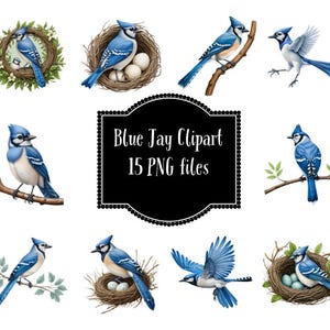 Blue Jay PNG Clipart Instant Digital Download Bird Lover PNG for ...