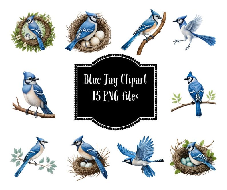 Blue Jay PNG Clipart Instant Digital Download Bird Lover PNG for ...