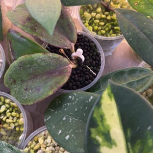 Plant Propagation Pins for Cuttings, Gardening Plant Clips, Strawberry ...