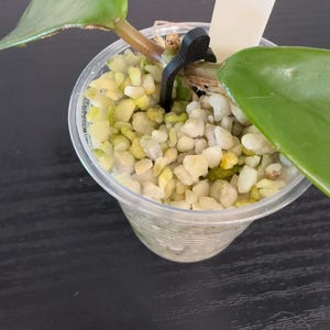 Plant Propagation Pins for Cuttings, Gardening Plant Clips, Strawberry ...