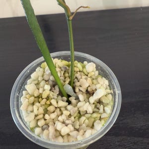 Plant Propagation Pins for Cuttings, Gardening Plant Clips, Strawberry ...