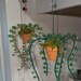 Forever Succulent Hanging Beaded Plant - Etsy