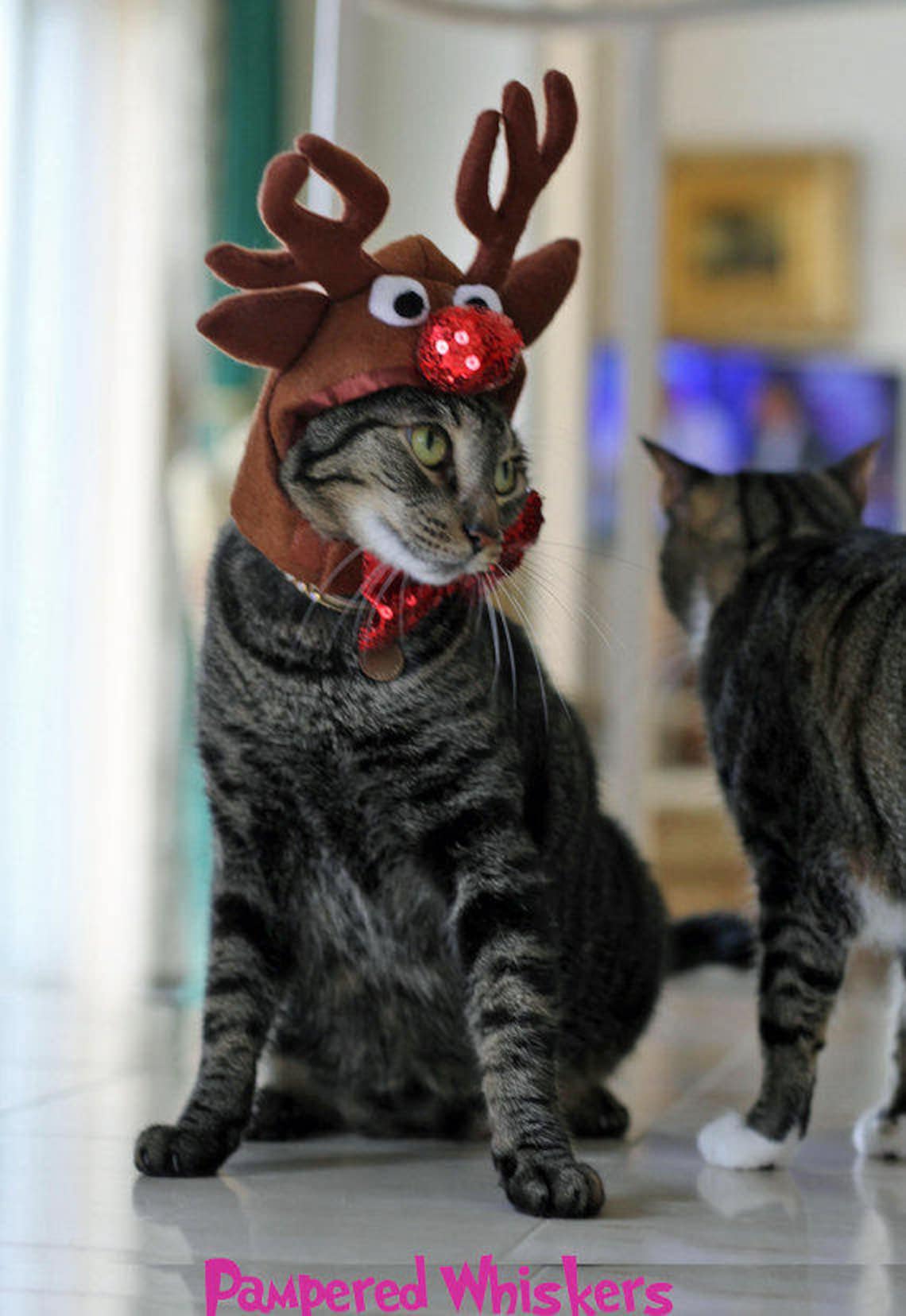 reindeer-antlers-for-cats-and-dogs-rudolph-the-red-nosed-etsy