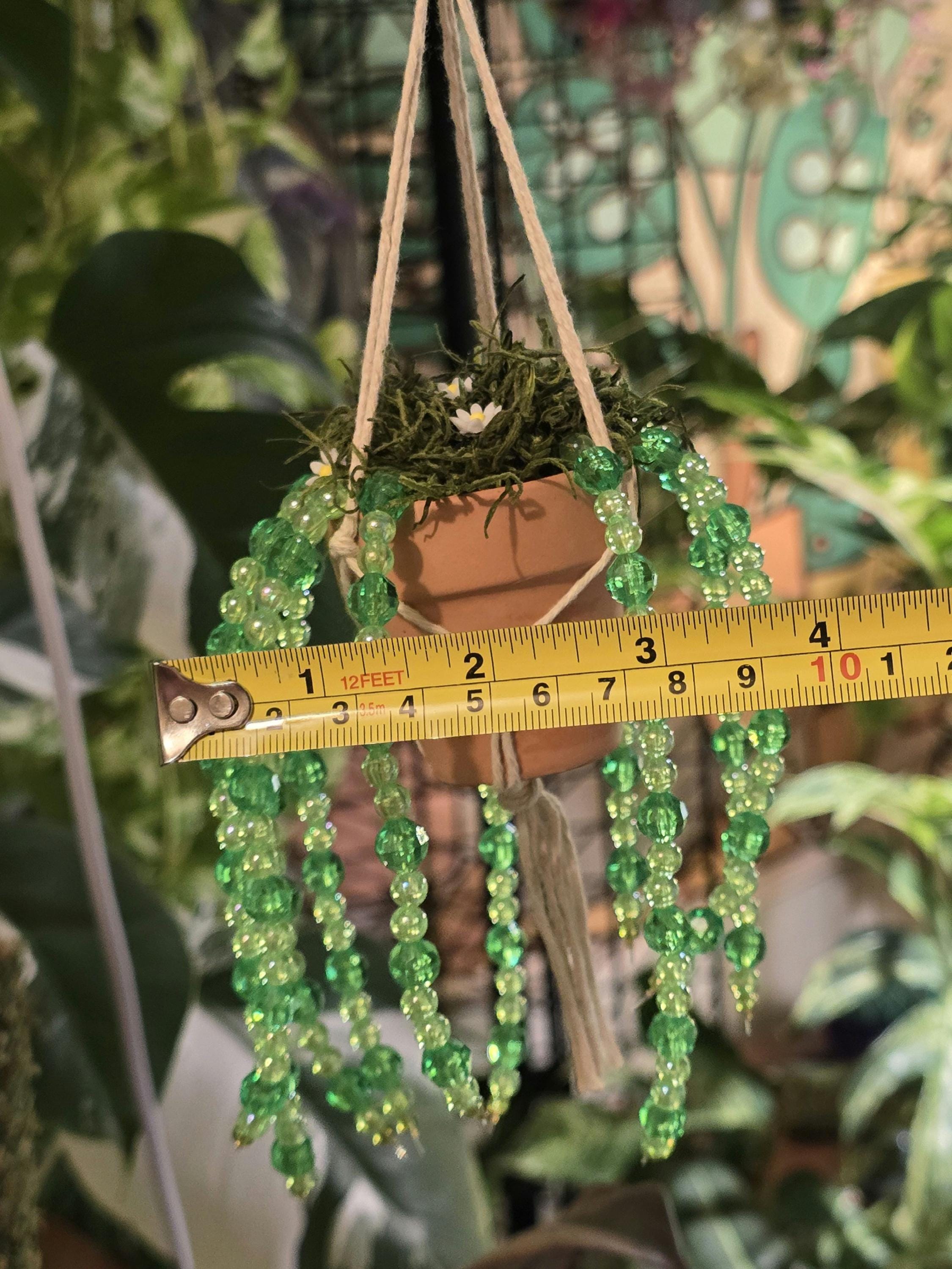 String of Pearls Succulent With Macrame Holder Mini Beaded Forever ...
