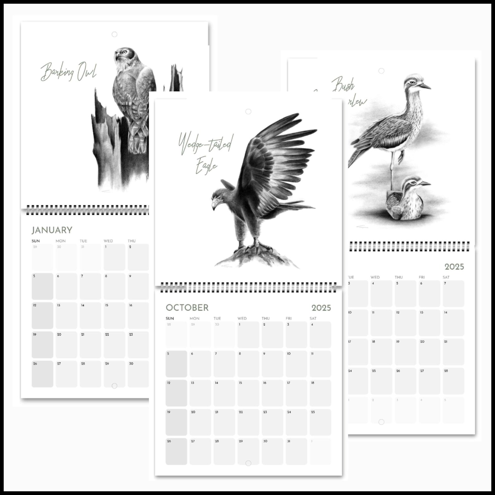 2025 Australian Birds Calendar - Etsy