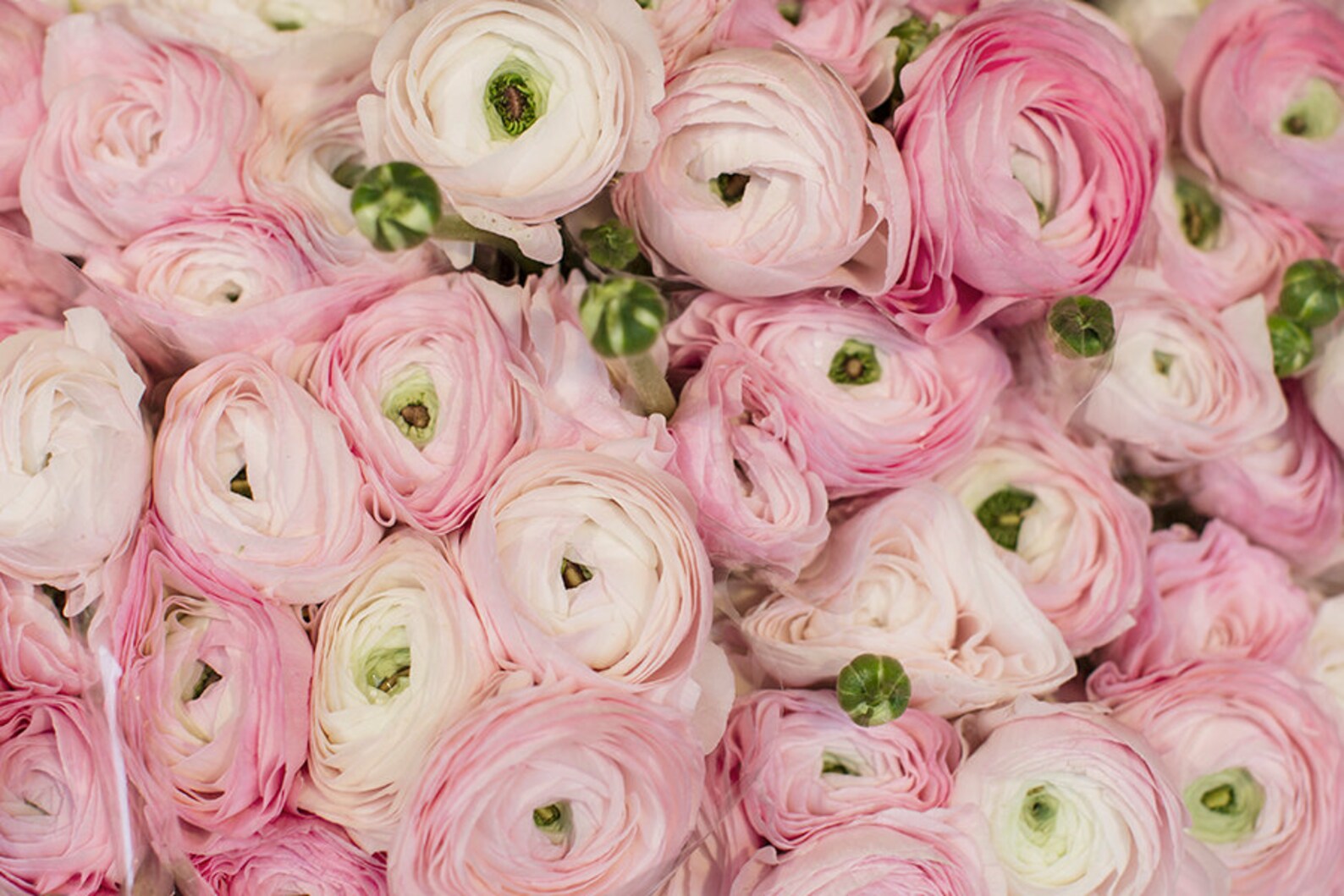 Paris Photograph Winter Ranunculus in Paris Flower Shop | Etsy