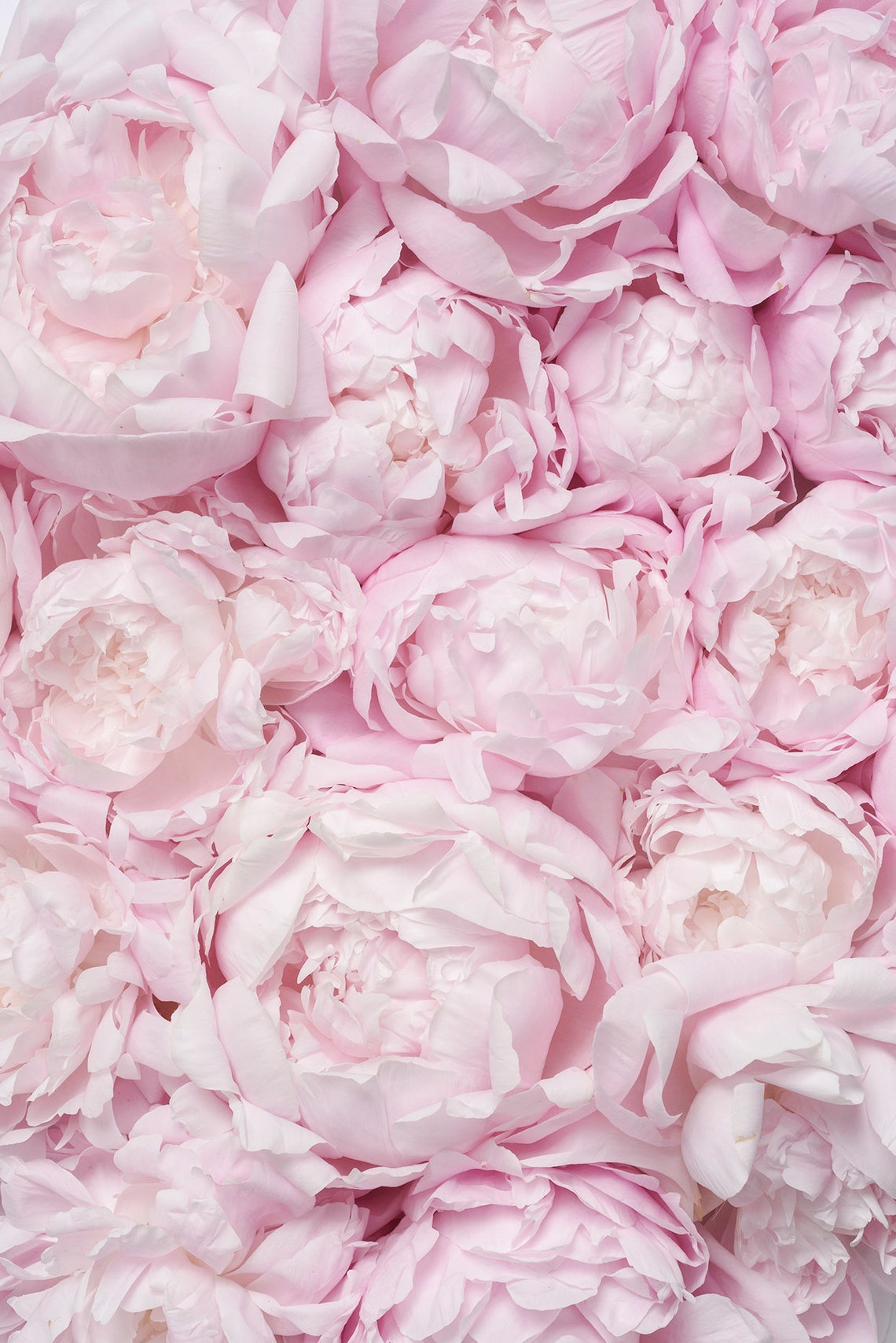 Peony Photography - Pink Peony Bed, French Peony Fine Art Photograph ...