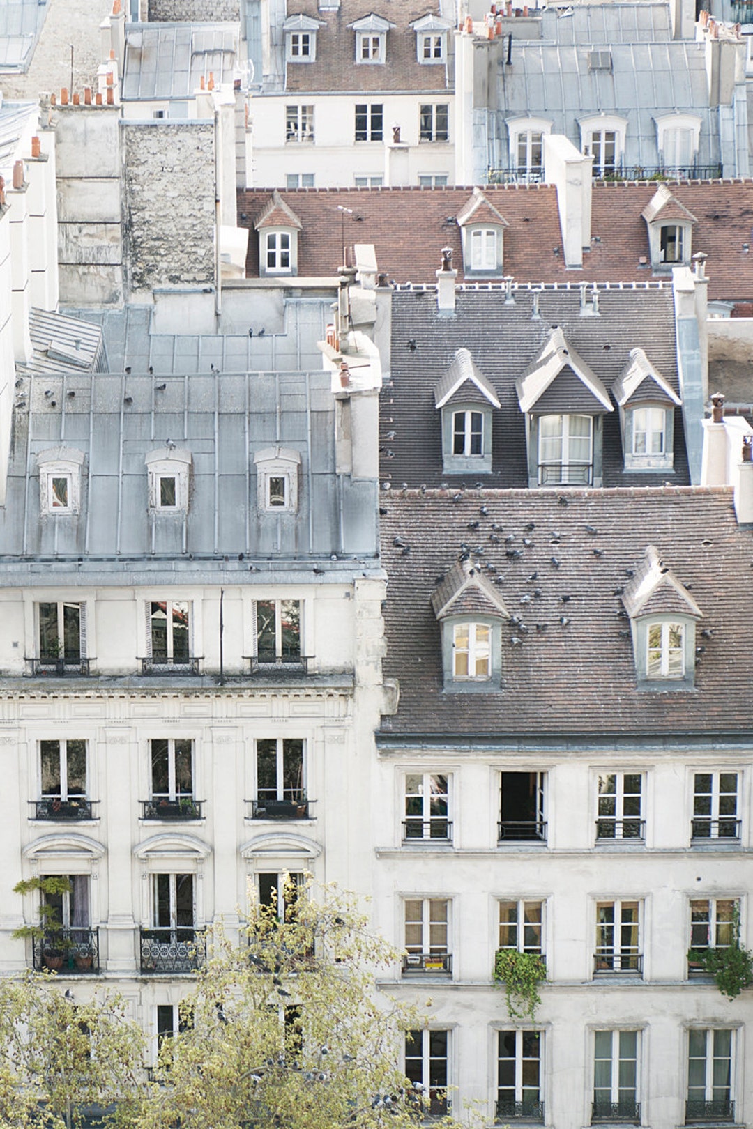 Paris Photography - Birds on a Rooftop in Paris, Cream and Grey ...