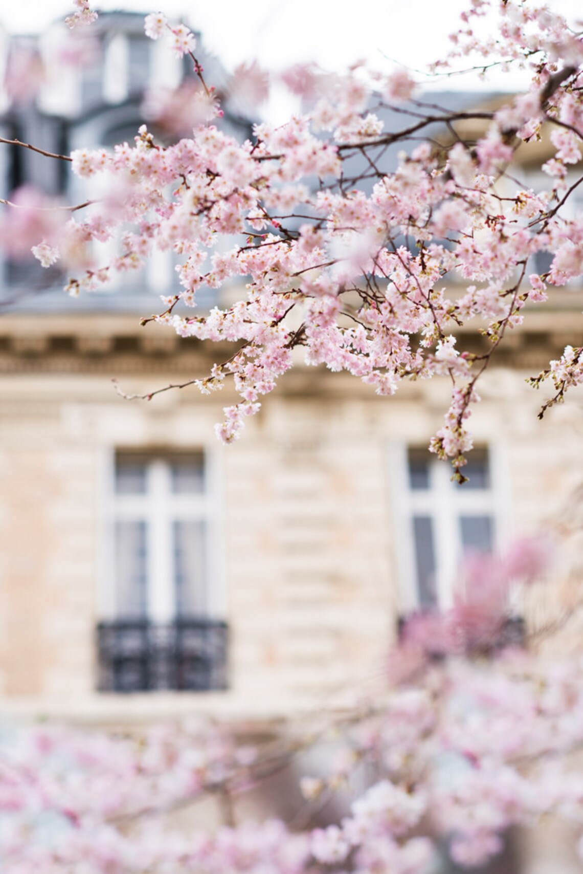 Paris Photograph - Bonjour Printemps, Hello Spring, Cherry Blossoms in ...