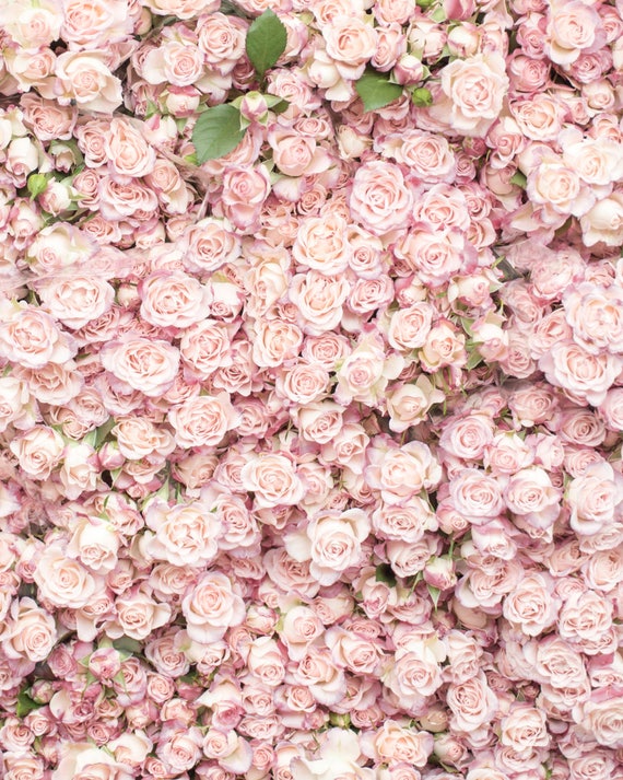 Pink Roses Tumblr Background