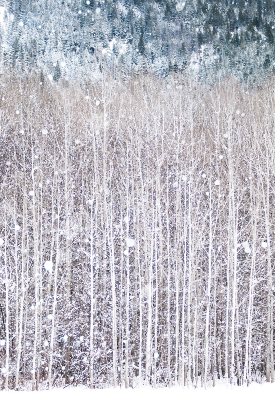 Winter Photography, Birch Trees in Snow, Nature Photography, Woodland ...