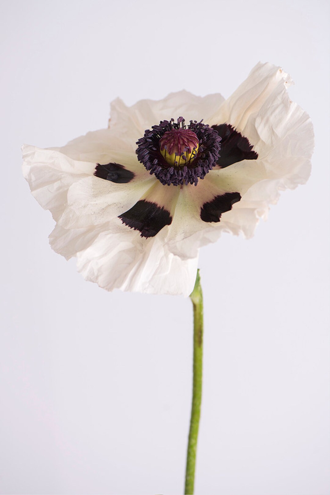 Poppy Photography - Botanical Photograph, Floral Still Life Photography ...