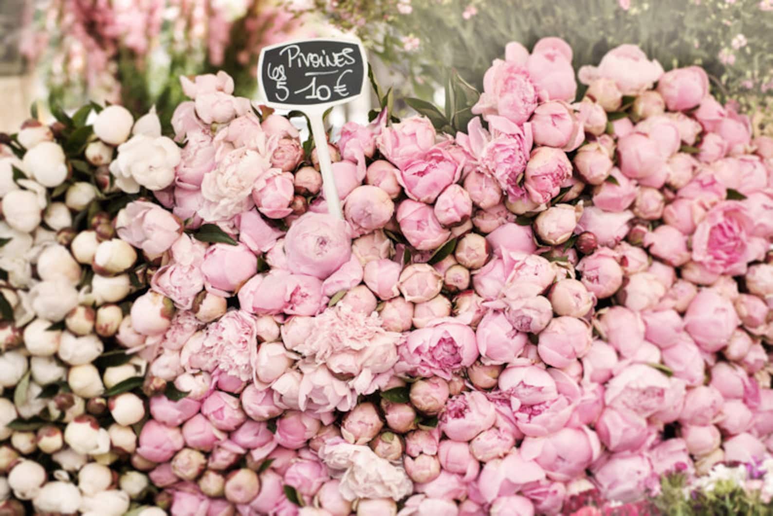 Paris Peony Photograph - Pink Peonies at the Market, Large Wall Art ...