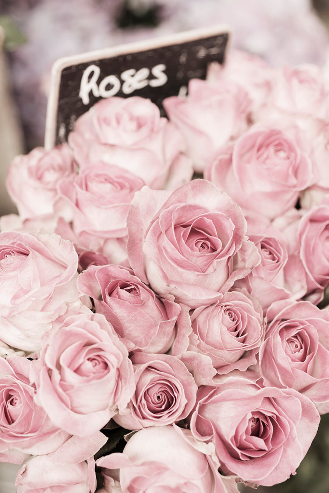 Paris Photograph - Pale Roses in Paris Flower Market, French Travel ...