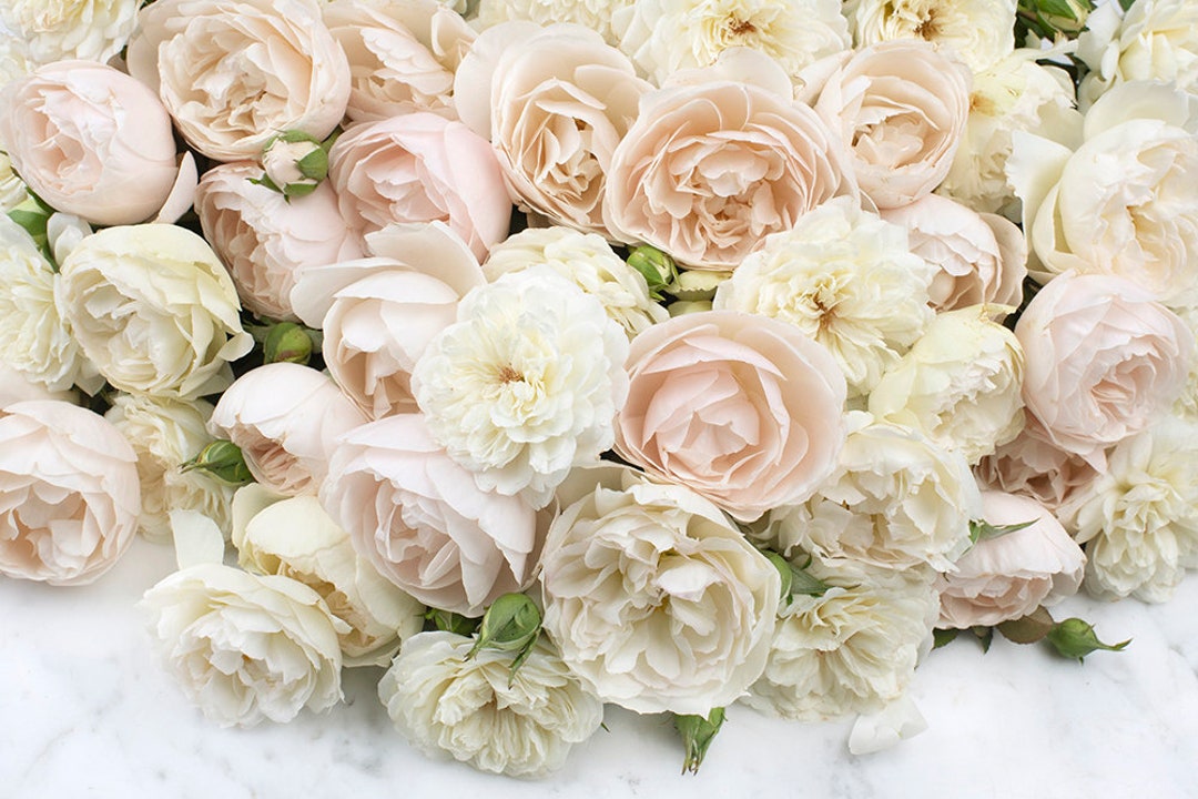 Rose Photography - Tranquility, Floral Still Life, Botanical Photograph ...