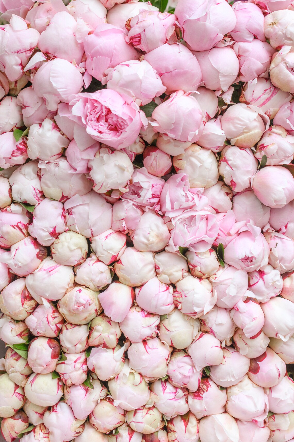Paris Peony Photograph - A Peony Dream in Paris, Large Wall Art, Travel ...