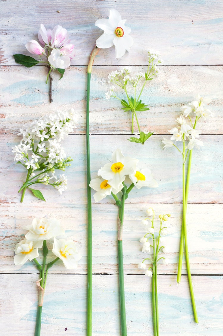 Botanical Photography Spring Flowers Fine Art Photograph - Etsy UK