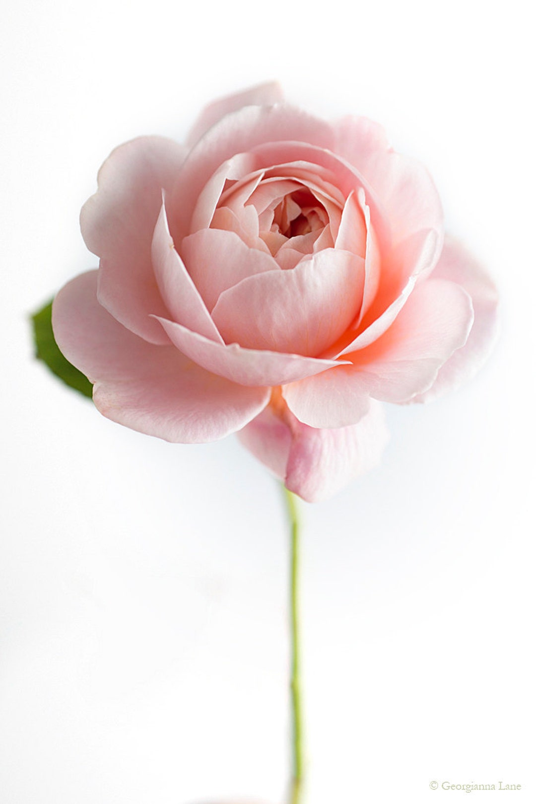 Flower Photography - Rose Fine Art Photograph, Floral Still Life ...