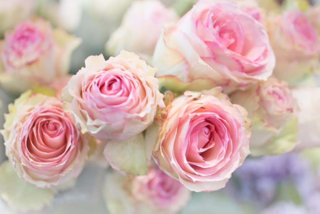 Paris Photography - Roses in Paris Flower Market, French Travel ...