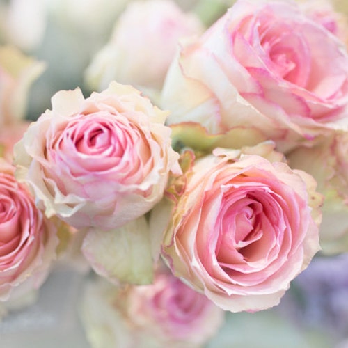 Paris Photography Roses in Paris Flower Market French - Etsy