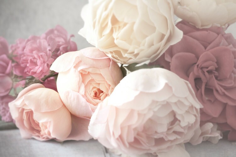 Rose Photography - Pale Blooms, Romantic Pink Roses, Nature Photography ...
